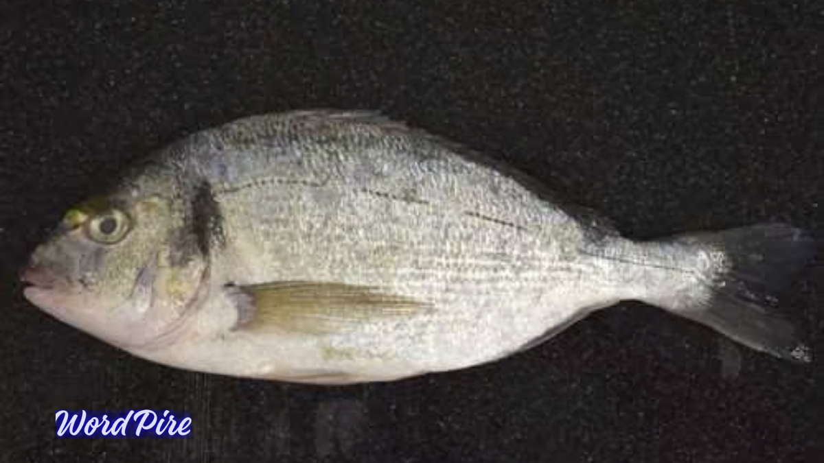 Gilt Head Bream: The Ultimate UK Guide to Taste, Cooking, and Fishing ...