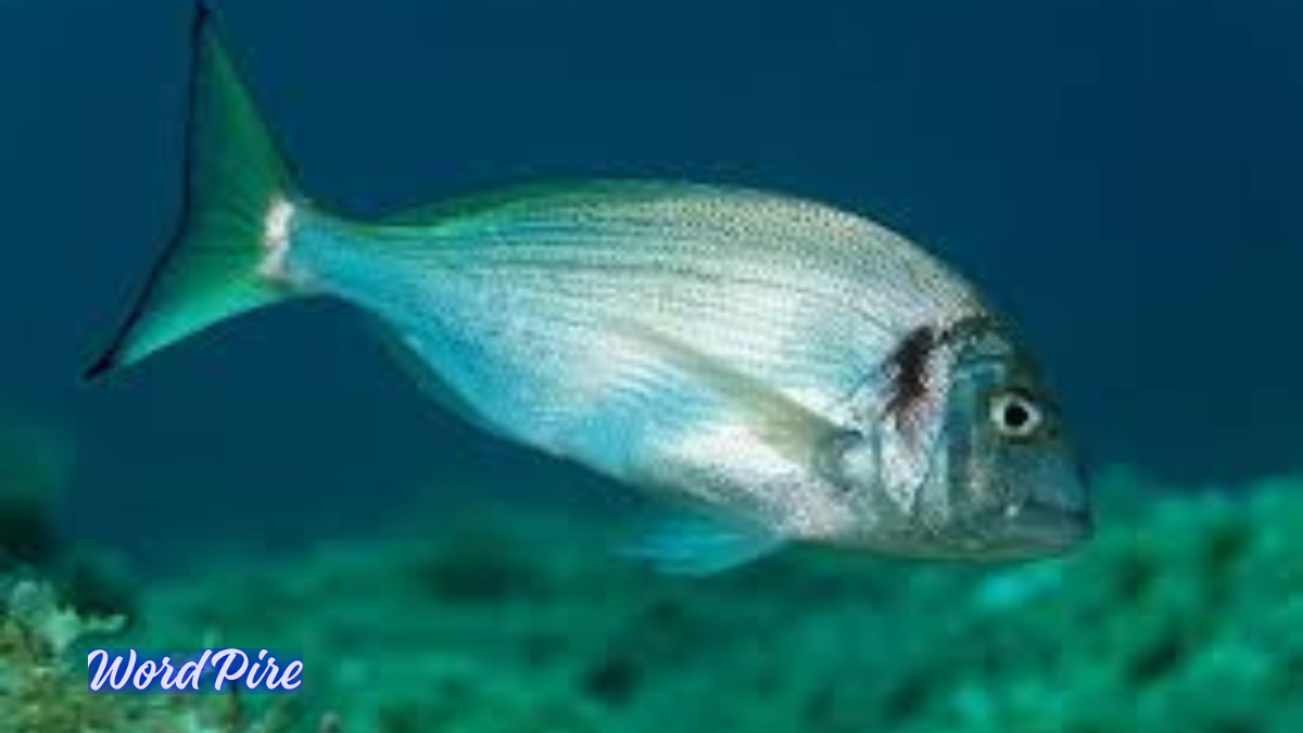 Gilt Head Bream: The Ultimate UK Guide to Taste, Cooking, and Fishing ...