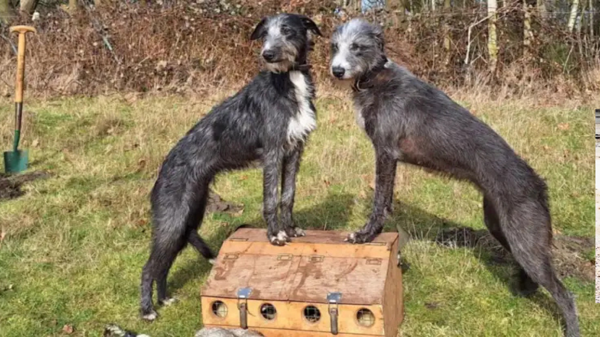Bedlington Whippet: Complete Breed Guide to Temperament, Size, Care ...